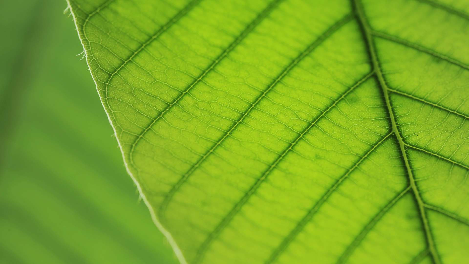 Wat bieden we jou? - Mérieux NutriSciences | Expert Partners